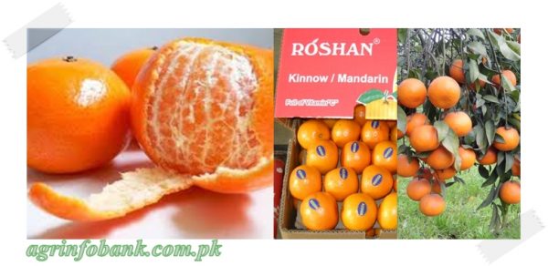 125,000 tonnes of kinno exported from Pakistan - Agriculture ...