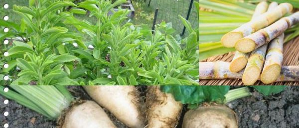 Sugar sources in crop plant (Sugar cane , Sugar beet , Stevia ...