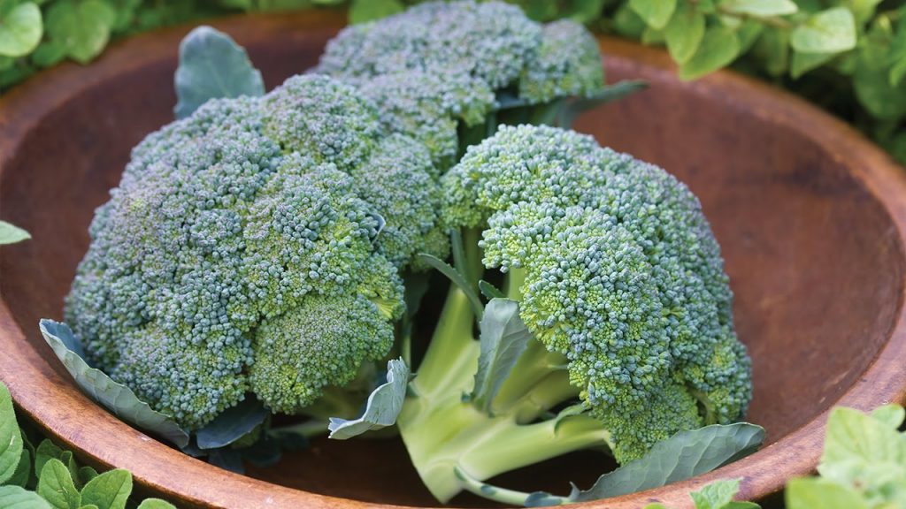 Growing Broccoli in a Container - Agriculture Information Bank