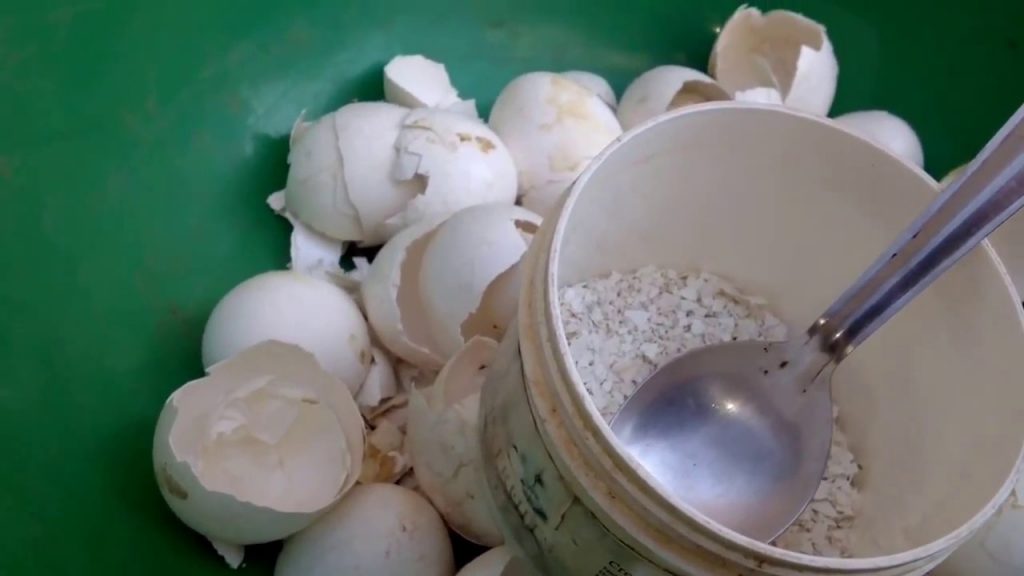 How to make eggshell organic fertilizer - Agriculture Information Bank