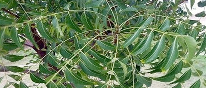 Use of Neem in Pest Control - Agriculture Information Bank