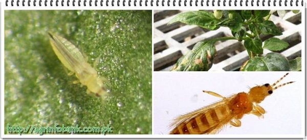 Control of Chilli Thrips with Botanical Insecticides - Agriculture ...