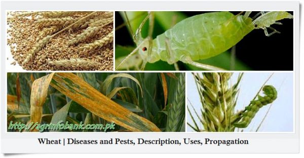 Wheat | Diseases and Pests, Description, Uses, Propagation ...