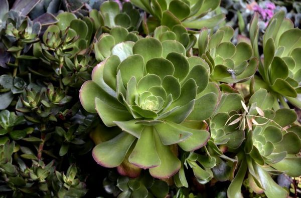 CACTUS VS. SUCCULENT: WHAT’S THE DIFFERENCE? - Agriculture Information Bank