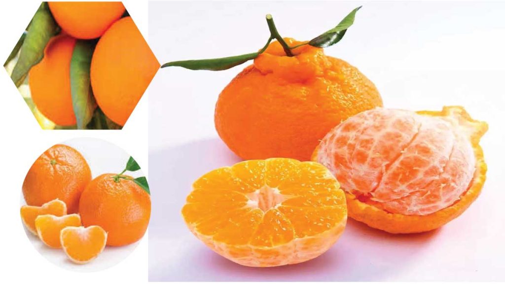 Pakistan to achieve the target of 300,000 metric tons of kinnow ...