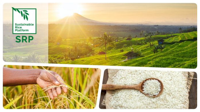 Sustainable Water Management in the Rice Platform: Navigating the SRP ...