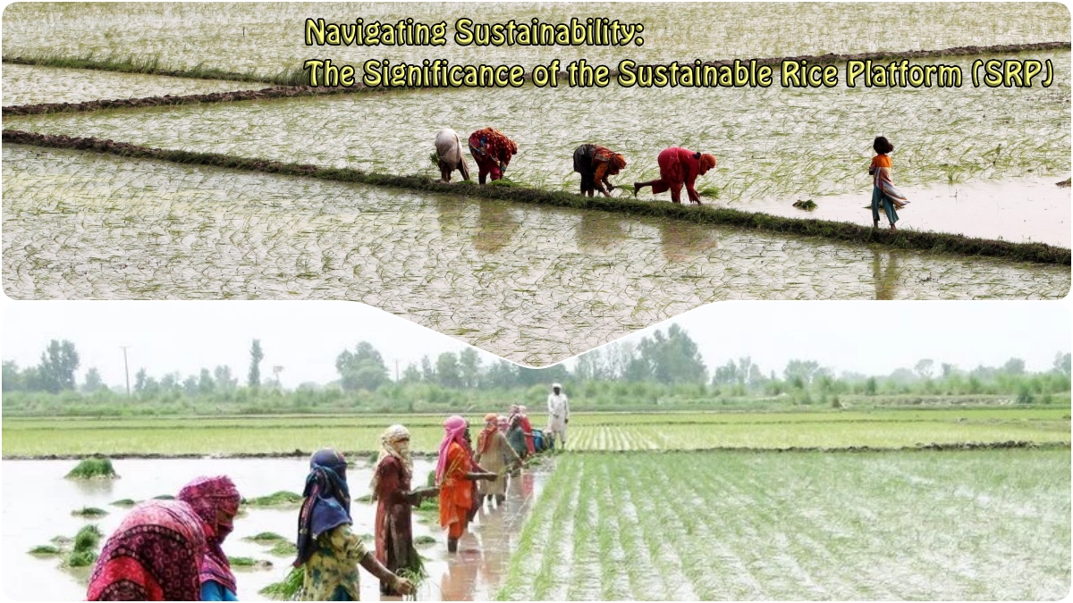 Navigating Sustainability: The Significance of the Sustainable Rice ...